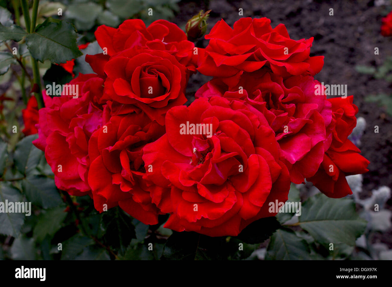 Red scarlet hi-res stock photography and images - Alamy