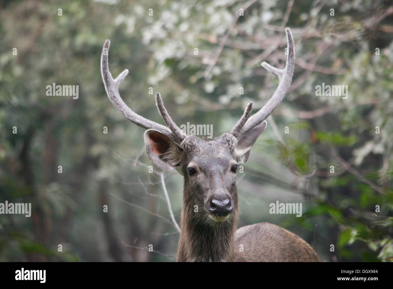 Sambar deer (Rusa unicolor), stag, Ranthambore Nationalpark, Sawai ...