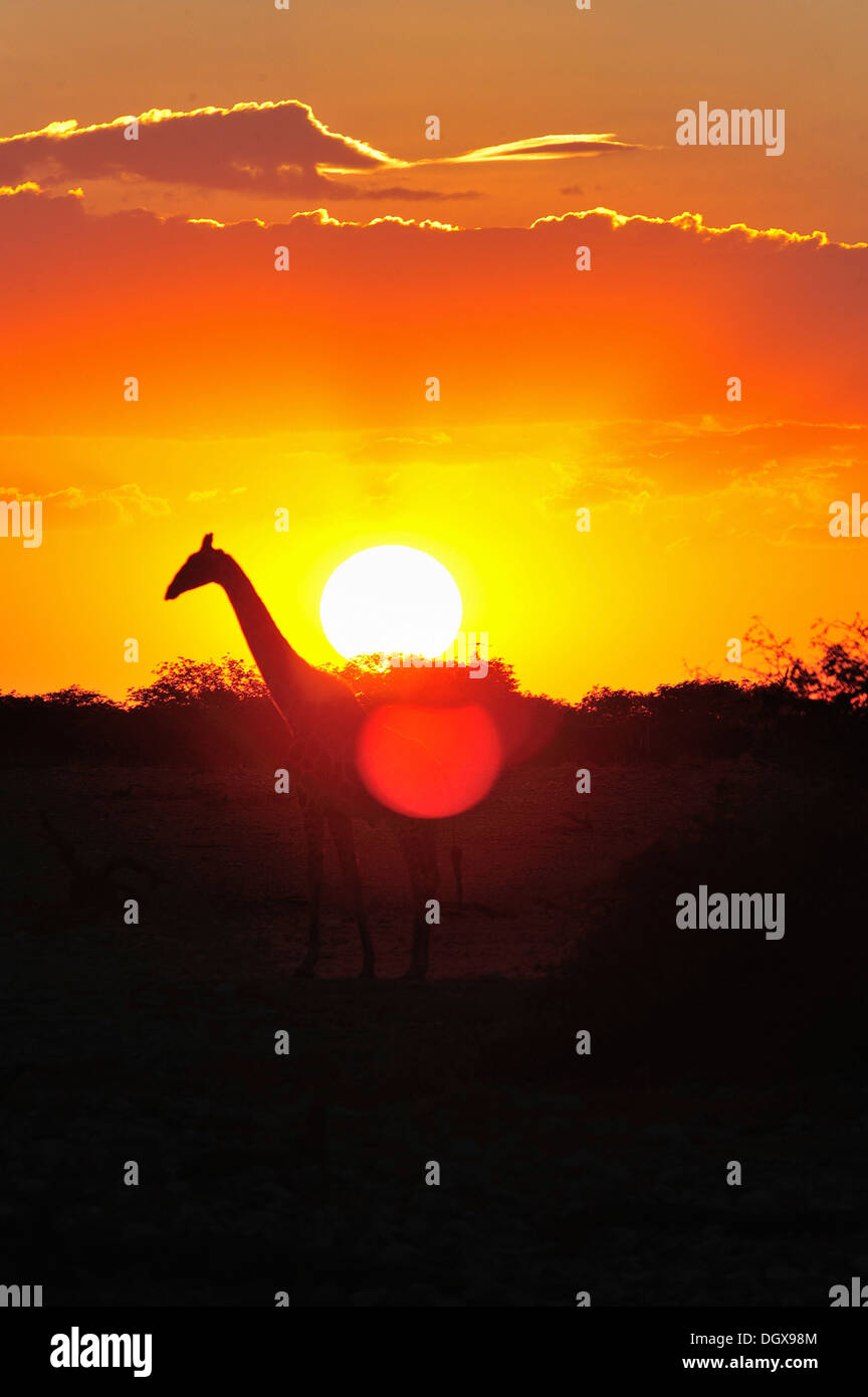 Giraffe sunset hi-res stock photography and images - Alamy