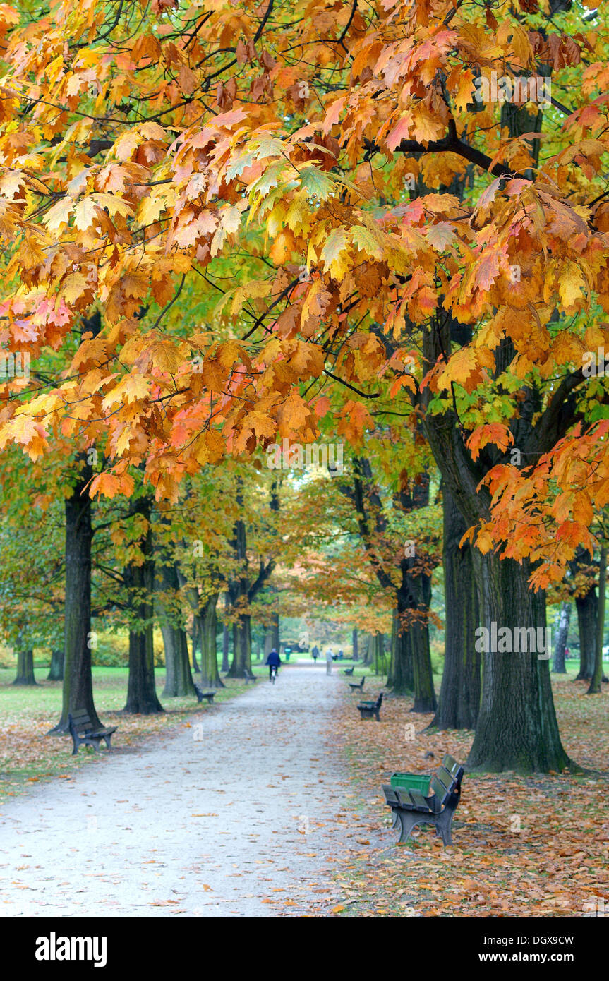 Old colorful red oak oaks alley in autumn Quercus rubra Stock Photo - Alamy