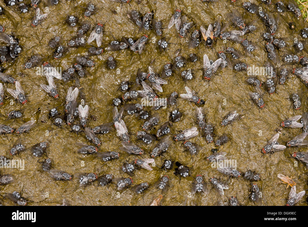 Cowpat flies High Resolution Stock Photography and Images - Alamy