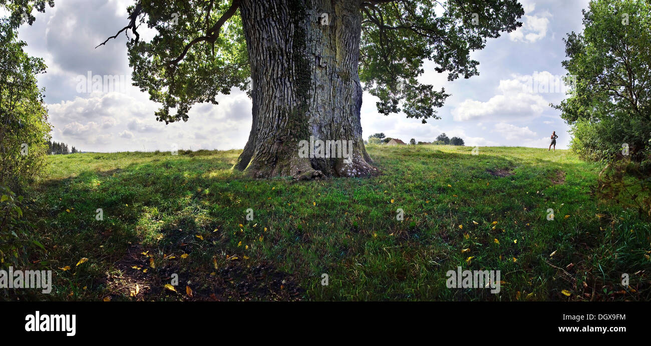 1000 year old oak tree hi-res stock photography and images - Alamy