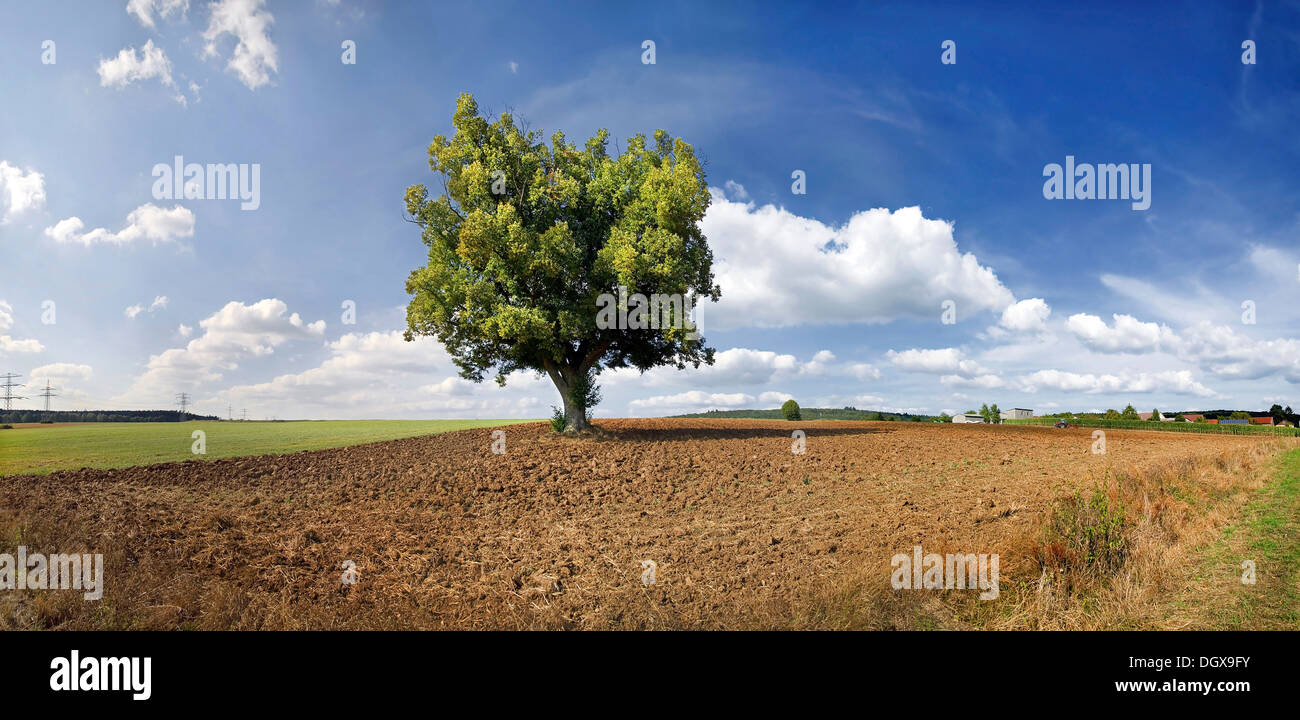 Solitary oak tree standing in a plowed field near Riedenburg in ...