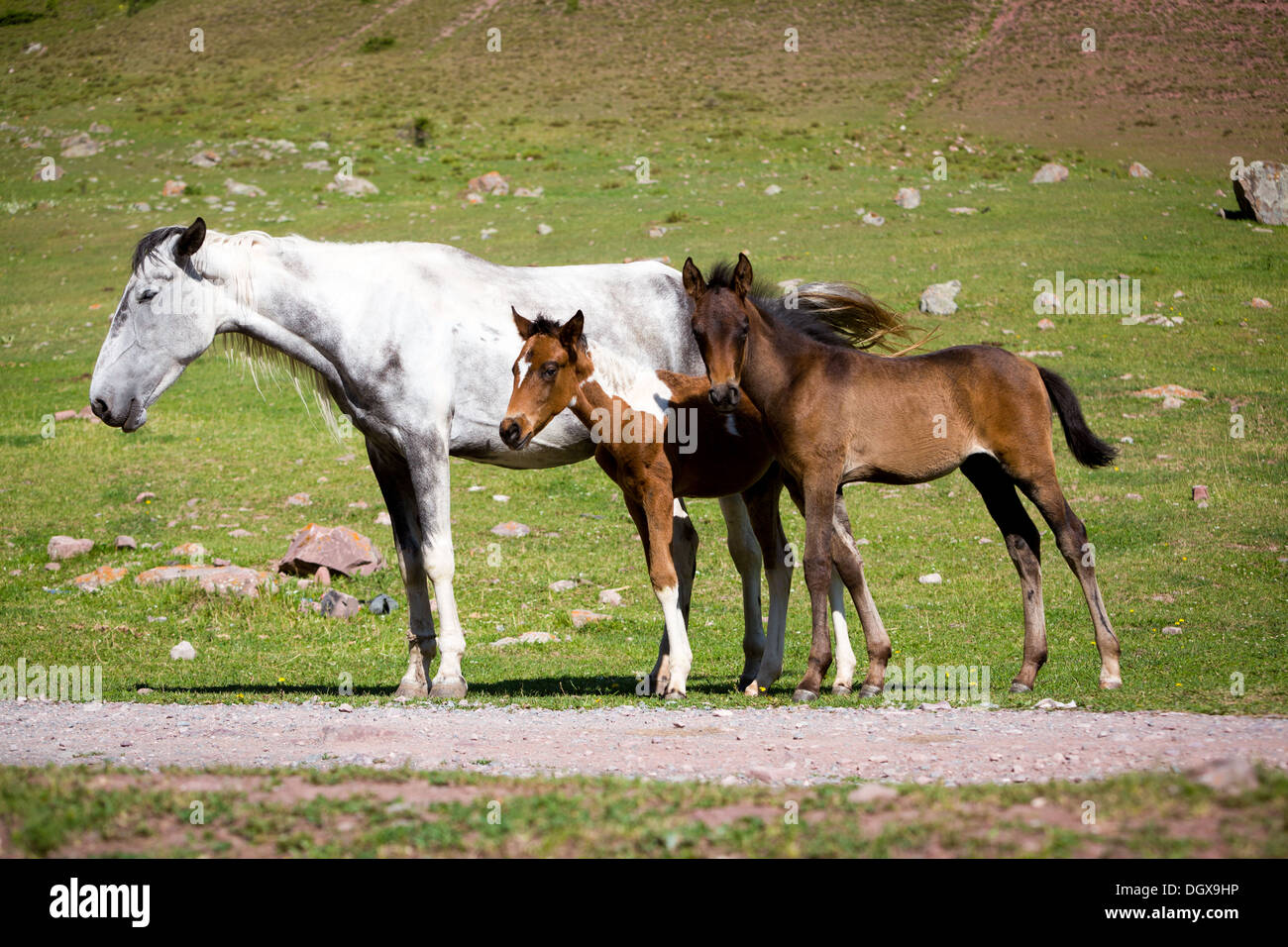 Two cute colts and their mother Stock Photo - Alamy
