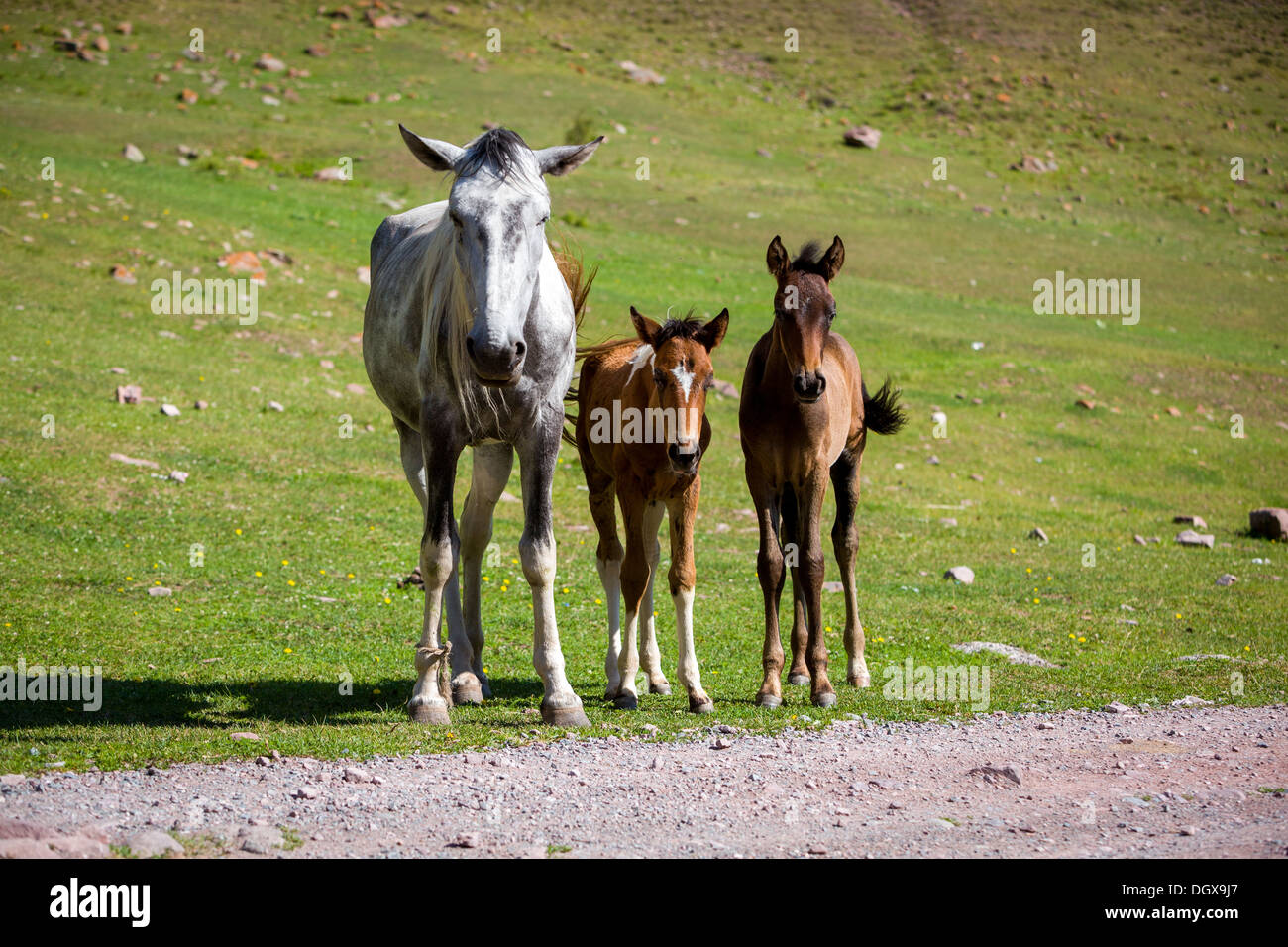 Three colts hi-res stock photography and images - Alamy
