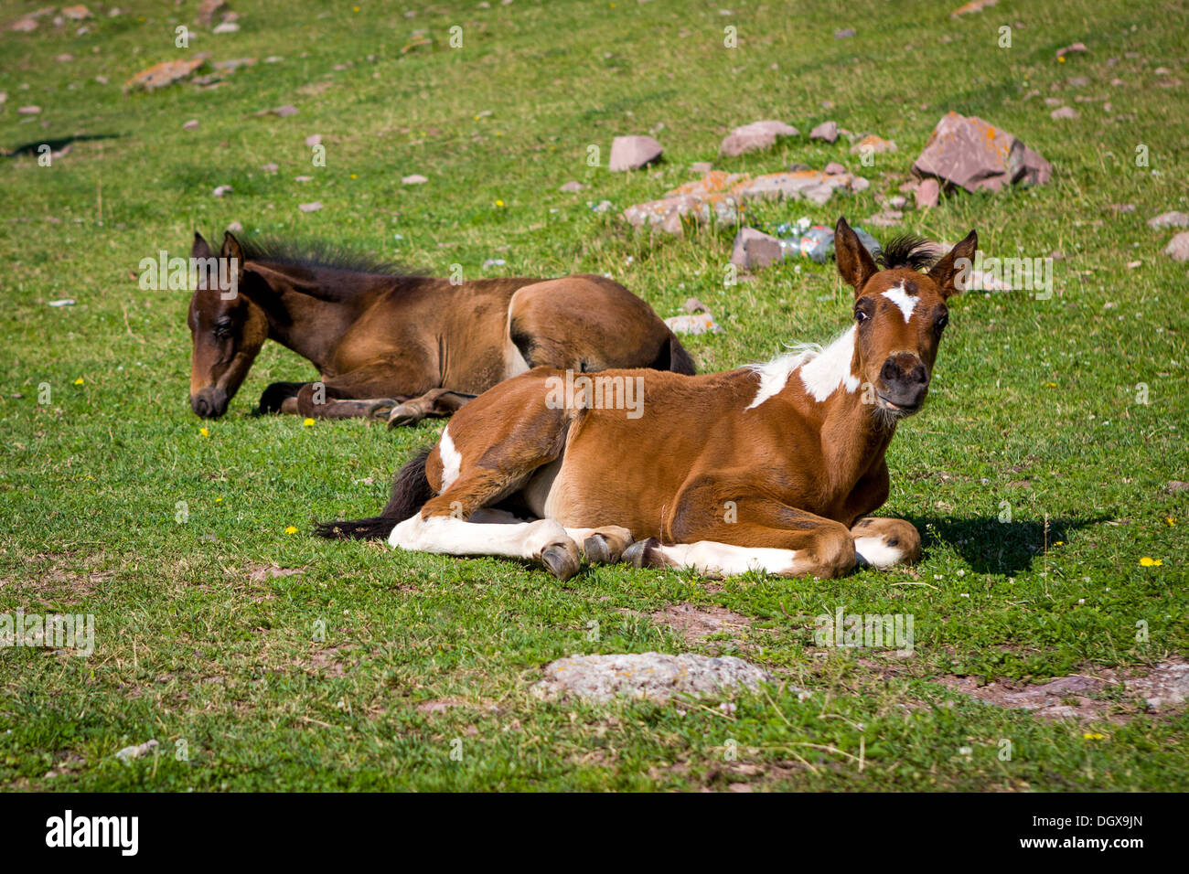 Two foals feeding hi-res stock photography and images - Alamy