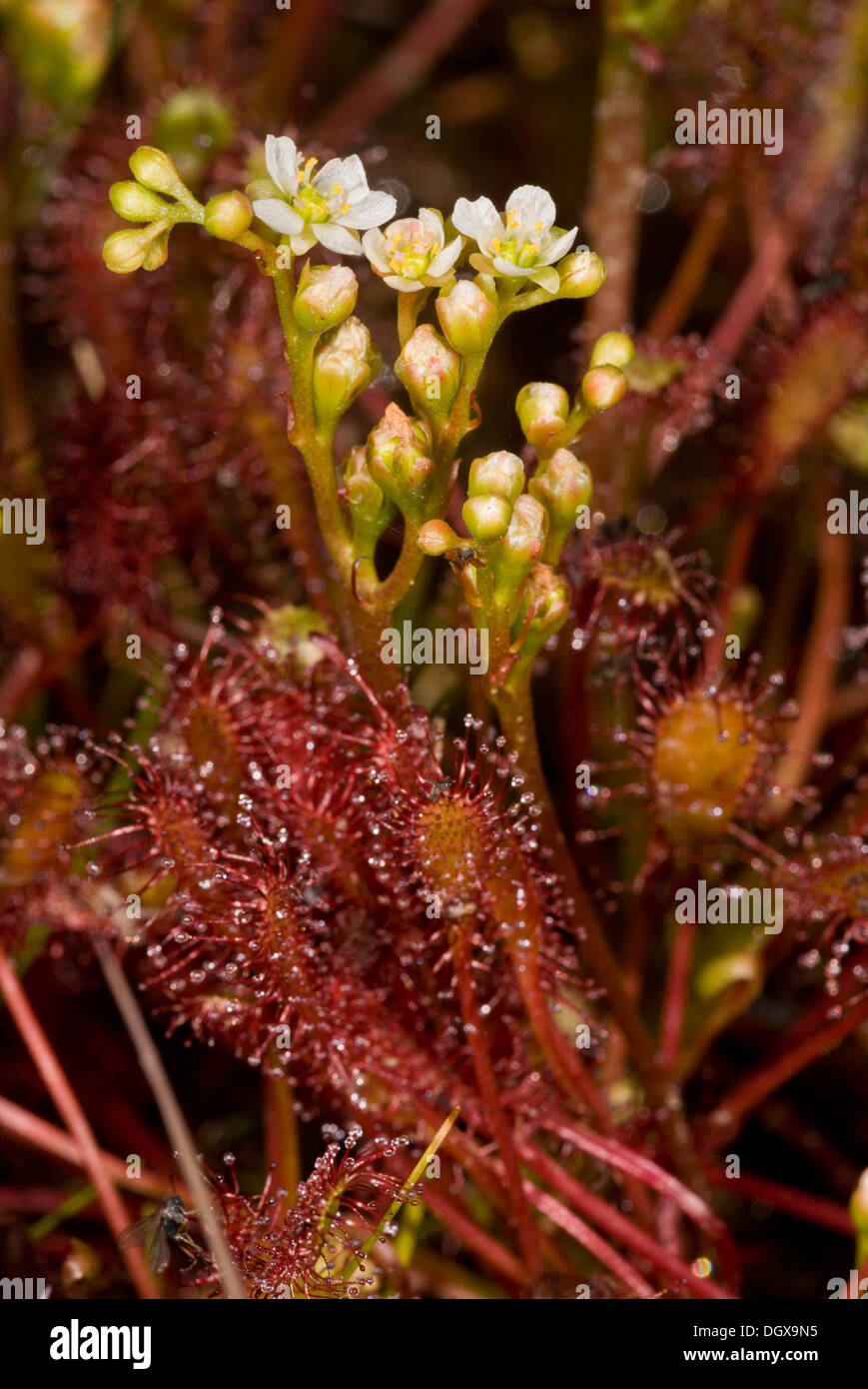 Oblong-leaved Sundew, Drosera intermedia in flower in a Dorset bog ...