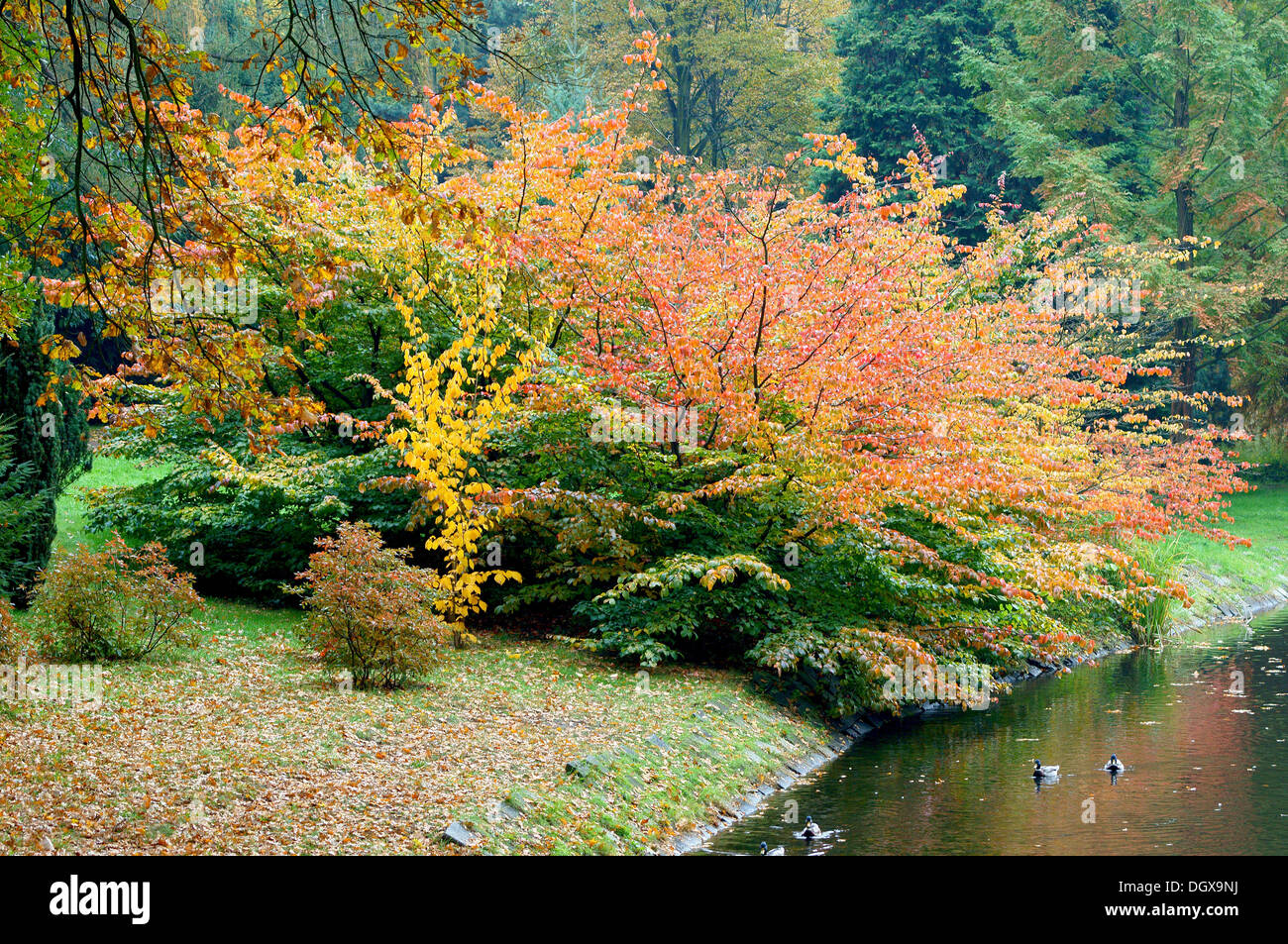 Red beech trees in autumn leaves hi-res stock photography and images ...