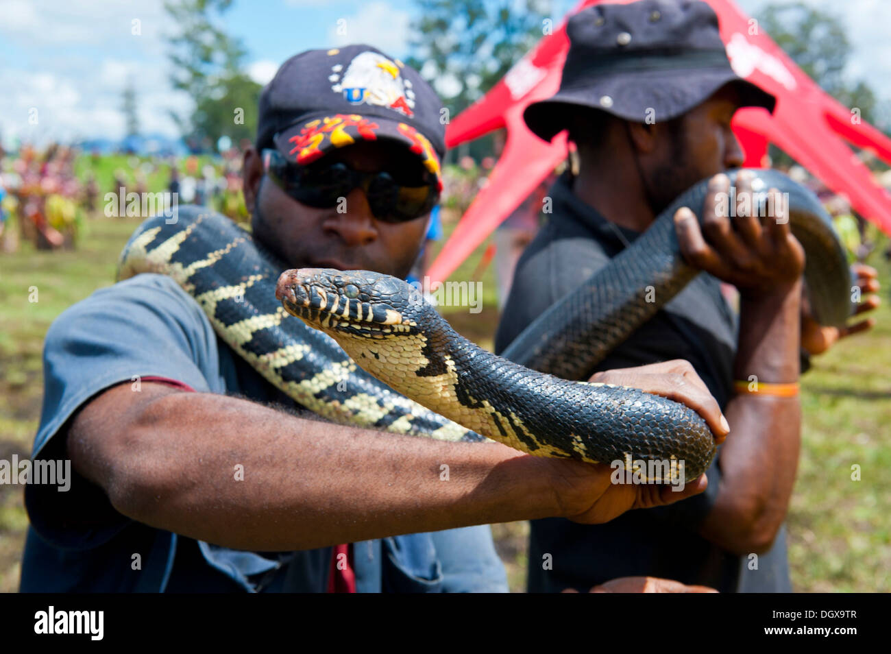 Python as amusement for specators at the traditional sing-sing ...