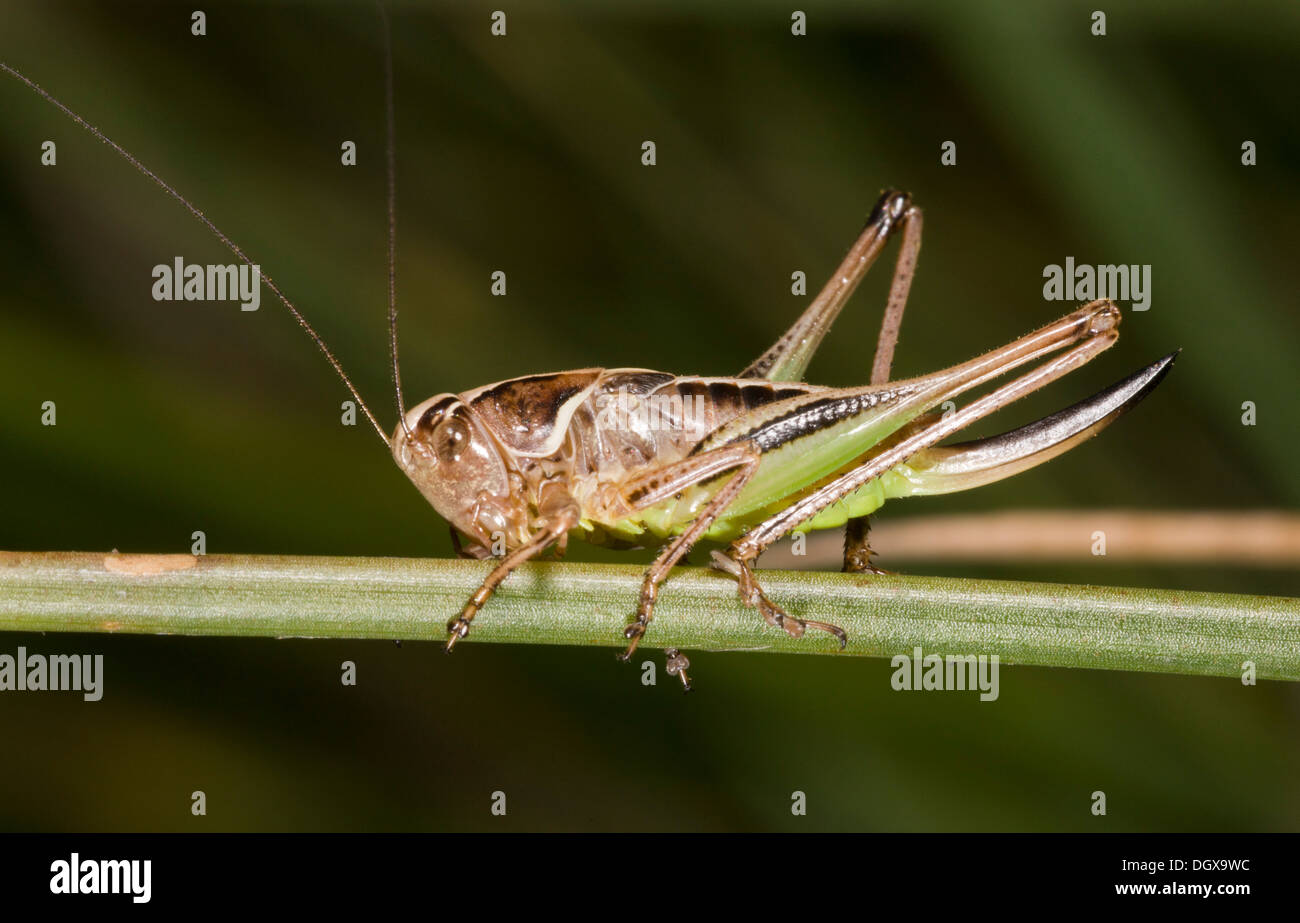 Female Bog Bush-cricket, Metrioptera brachyptera perched; Dorset wet ...