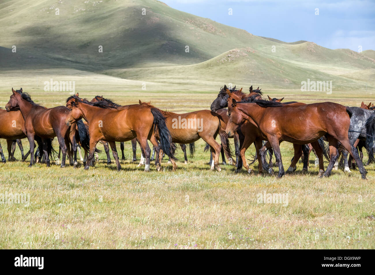 Group of horses Stock Photo - Alamy