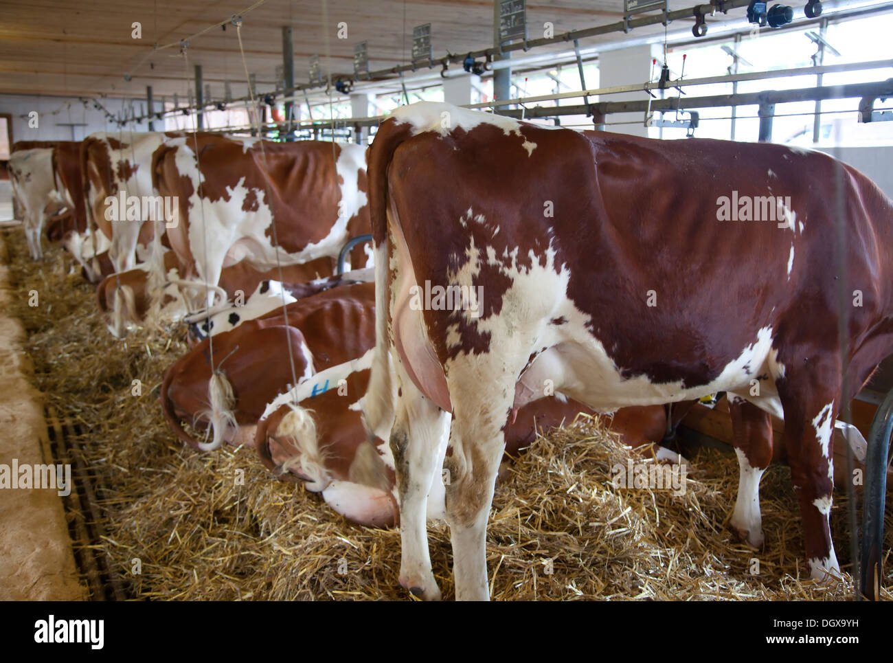 Interior of the modern swiss cow farm Stock Photo - Alamy