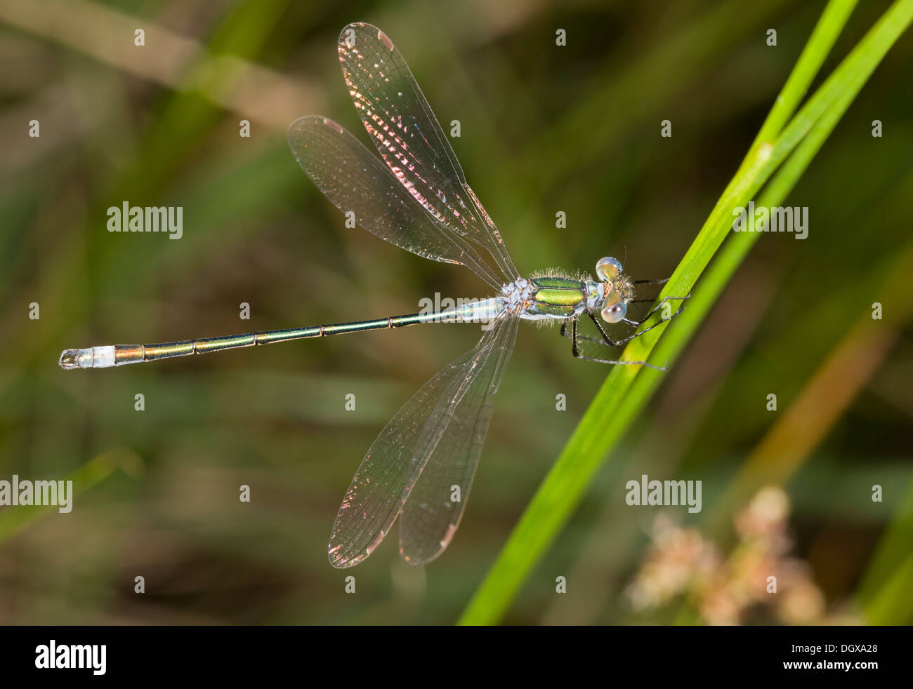 Male Common Spreadwing / Common Emerald Damselfly, Lestes sponsa ...