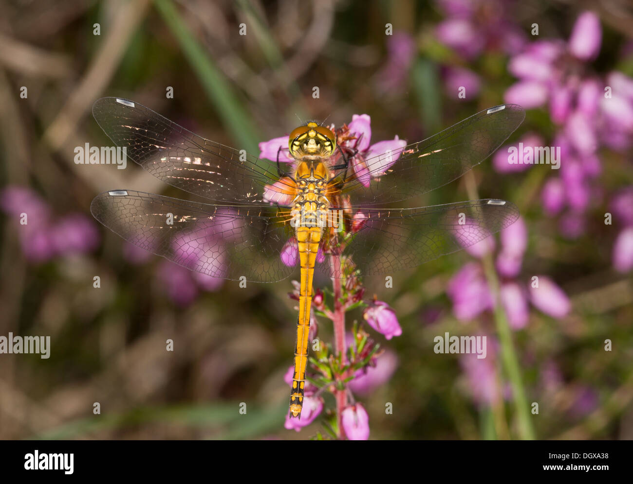 Black Darter, Sympetrum danae - female perched by heathland bog, Dorset ...