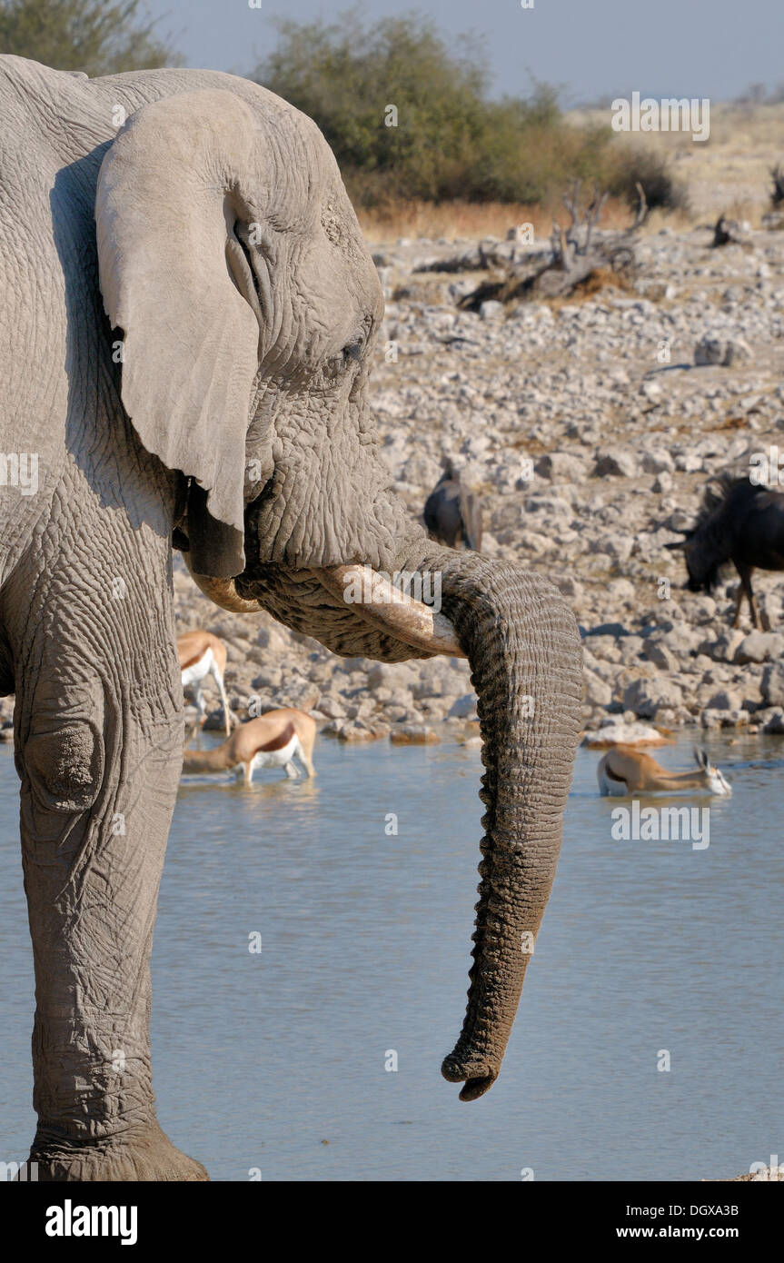 Trunk on tusk hi-res stock photography and images - Alamy