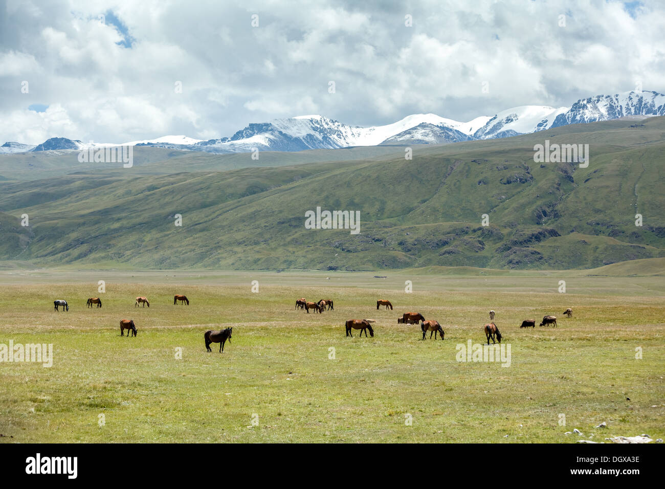 Group of horses pasturing Stock Photo - Alamy