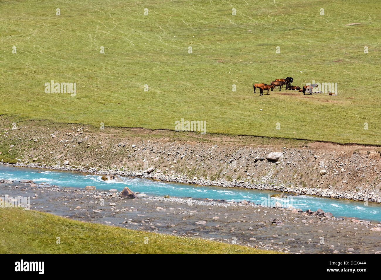 Herd horses pasturing near hi-res stock photography and images - Alamy