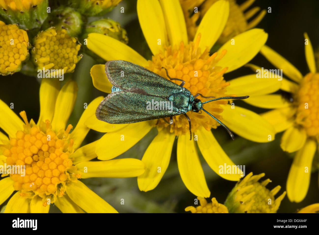 Forester moth hi-res stock photography and images - Alamy