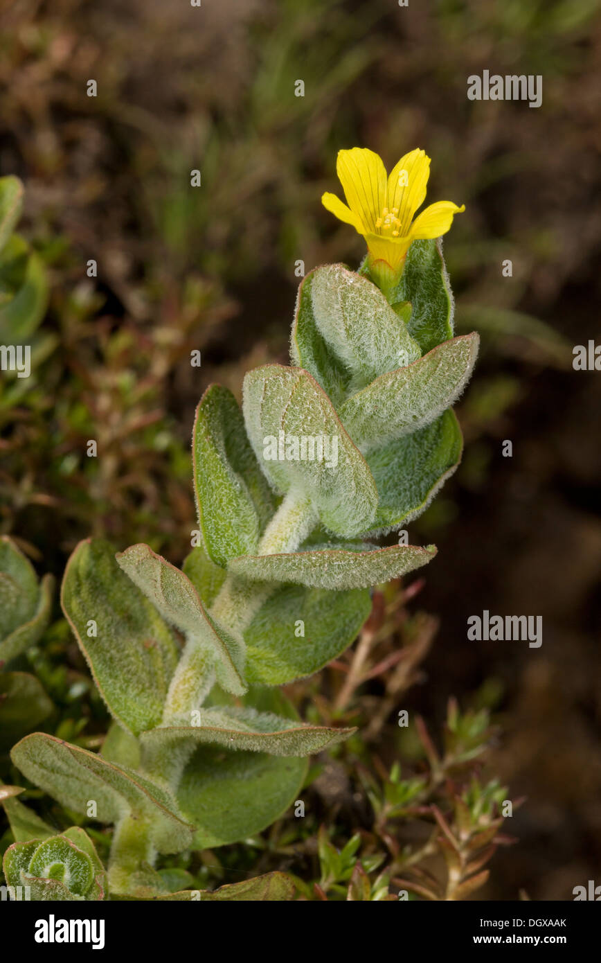 Marsh St. John's-wort, Hypericum elodes, in flower. New Forest Stock ...