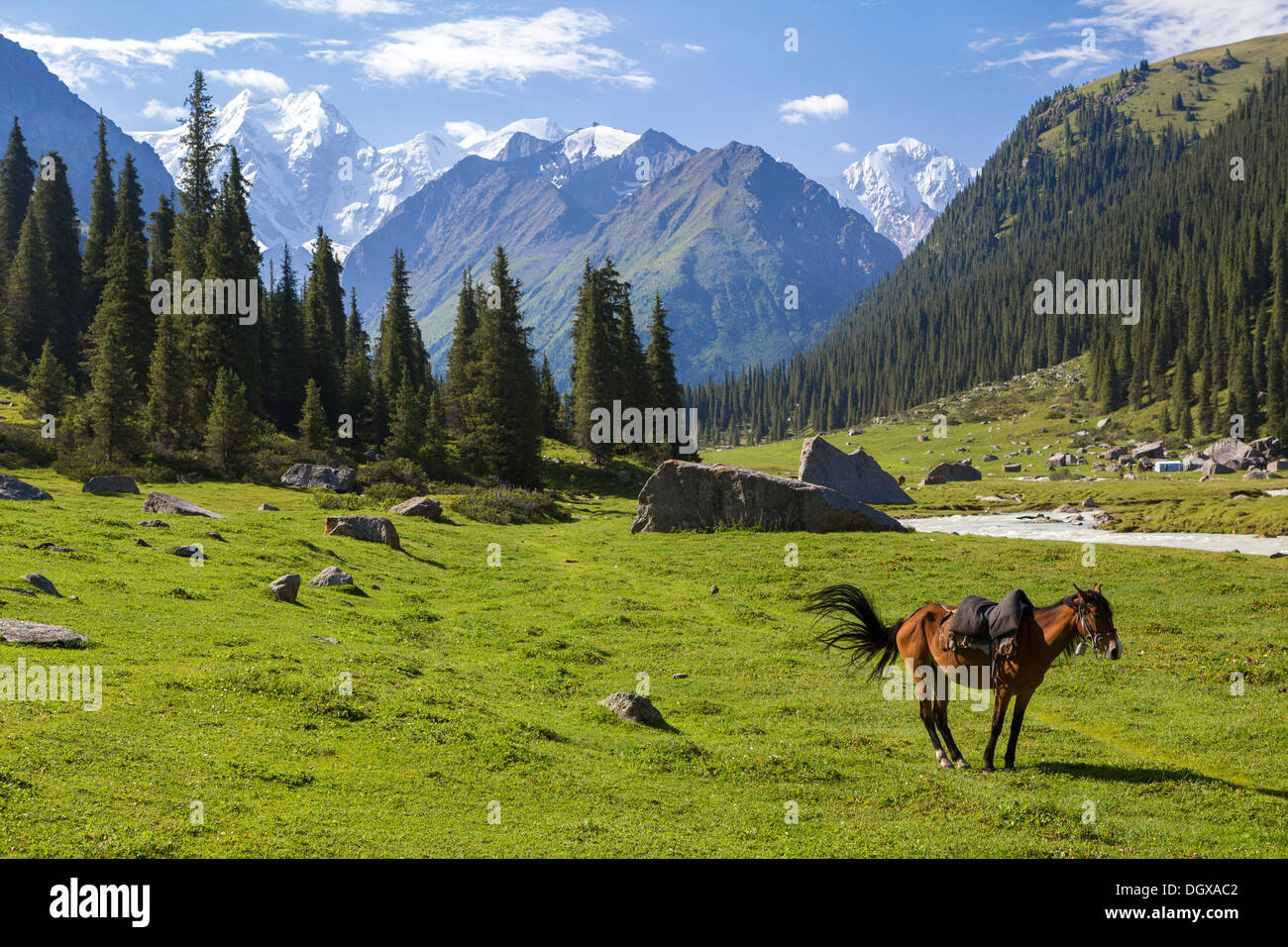 Mountain landscape with horse Stock Photo - Alamy