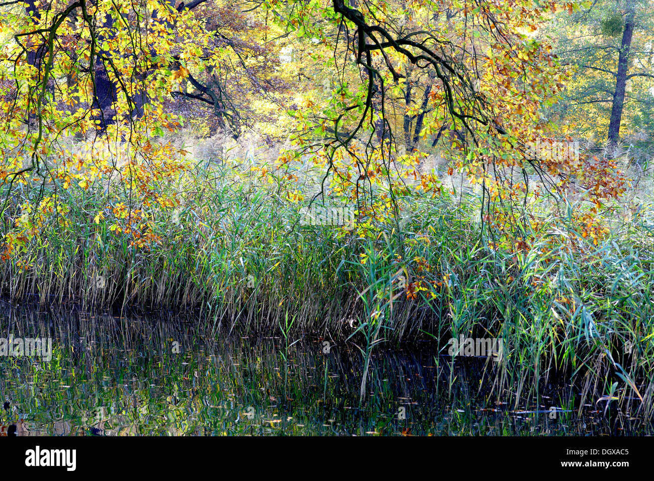 Water reeds hi-res stock photography and images - Alamy