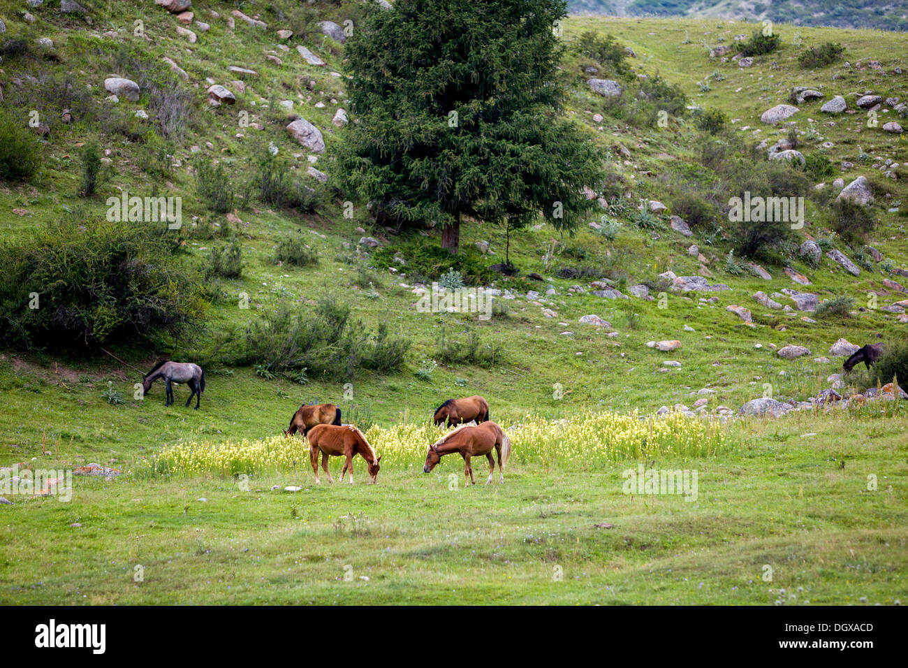 Beautiful horse pasturing on hi-res stock photography and images - Alamy