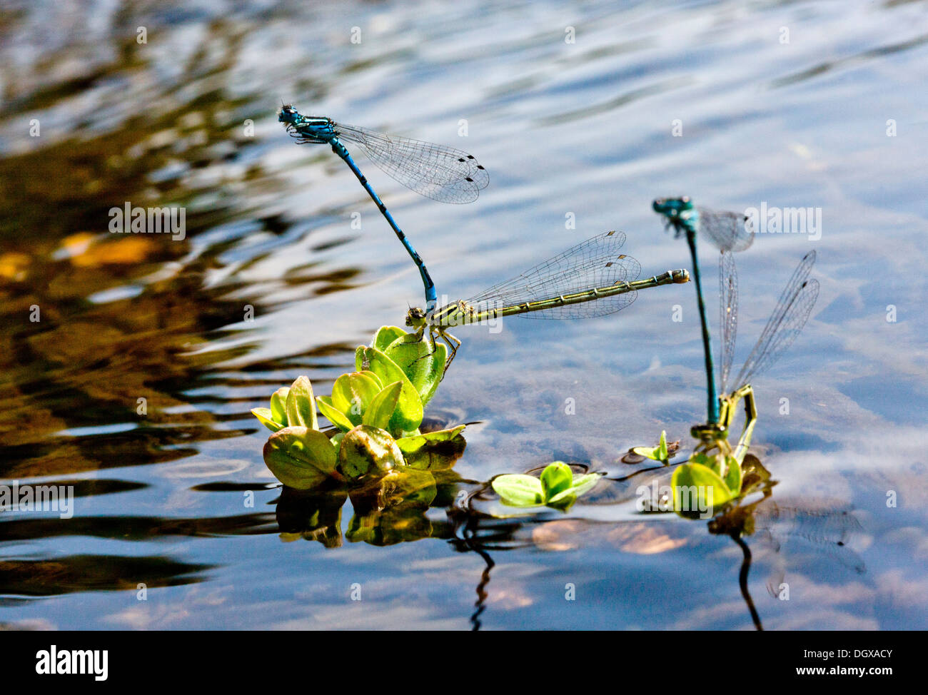 Coupled damselflies hi-res stock photography and images - Alamy