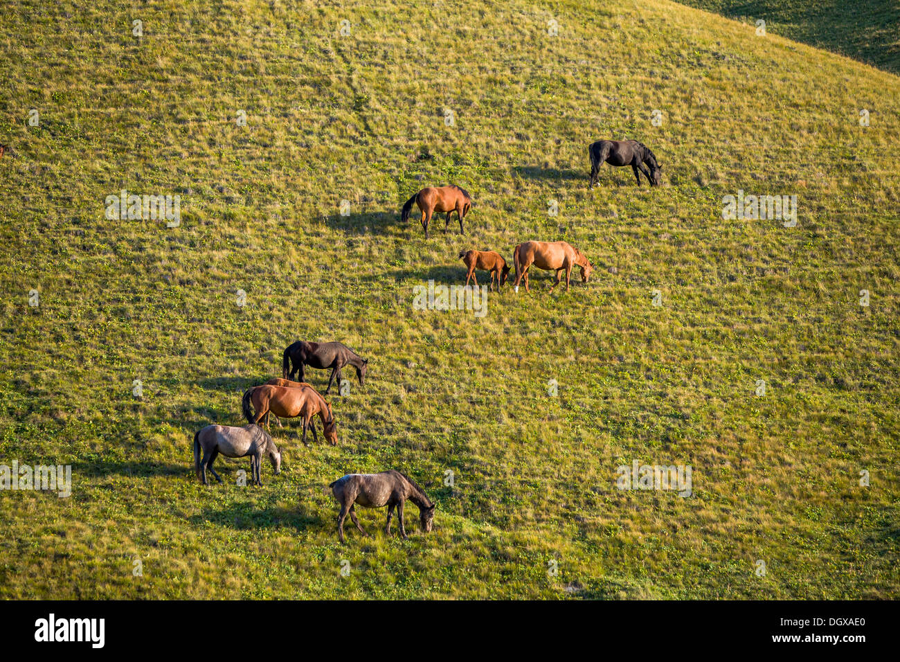 Group horses in grass hi-res stock photography and images - Alamy