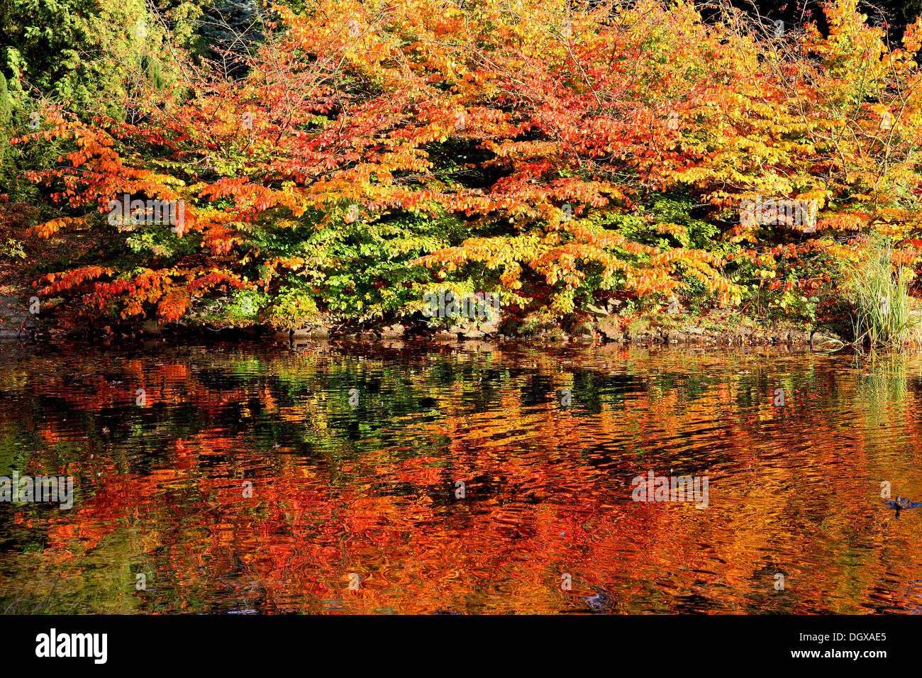 Red yellow and green autumn beech trees reflecting in quiet water Fagus ...