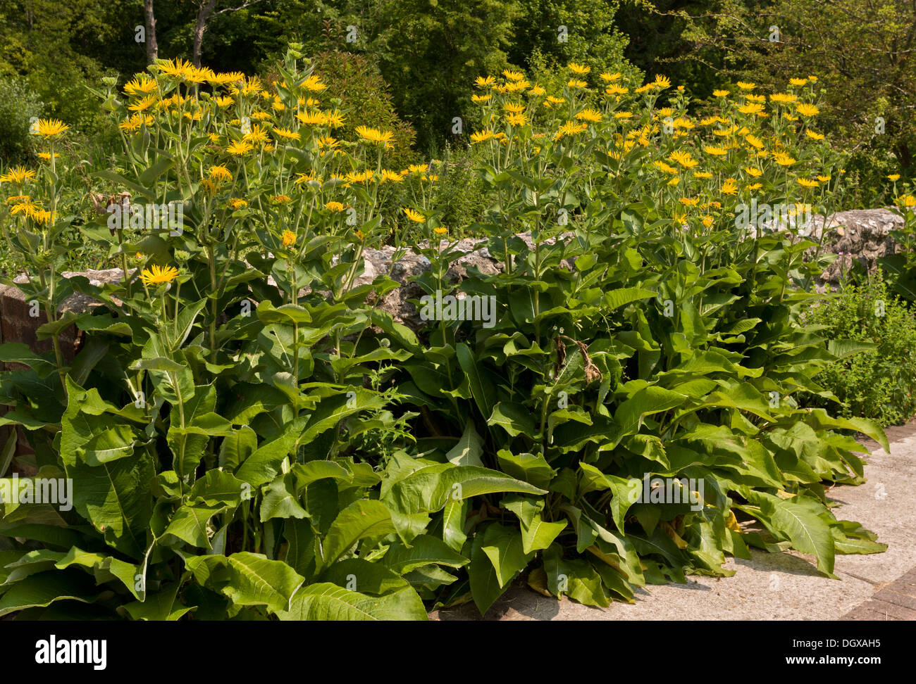 Elecampane, Inula helenium in flower alongside old wall. Naturalised in ...