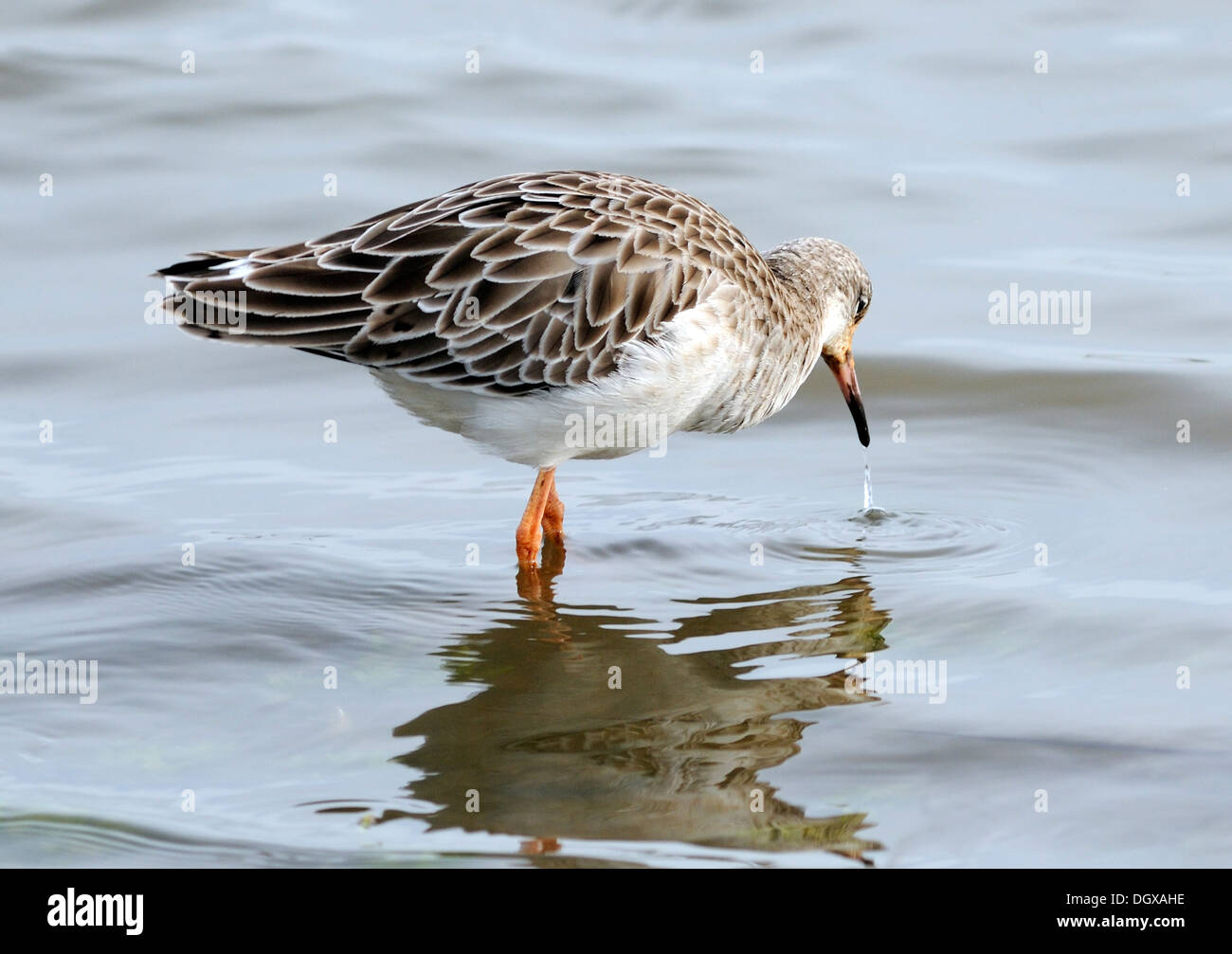 Ruff Bird Uk High Resolution Stock Photography and Images - Alamy