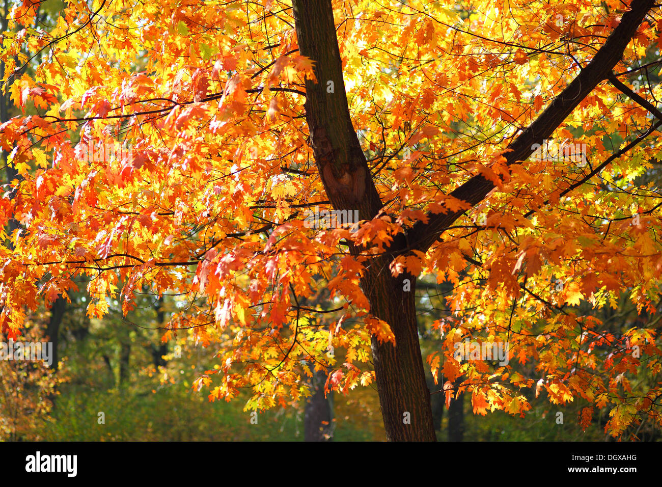 Quercus autumn leaves hi-res stock photography and images - Alamy