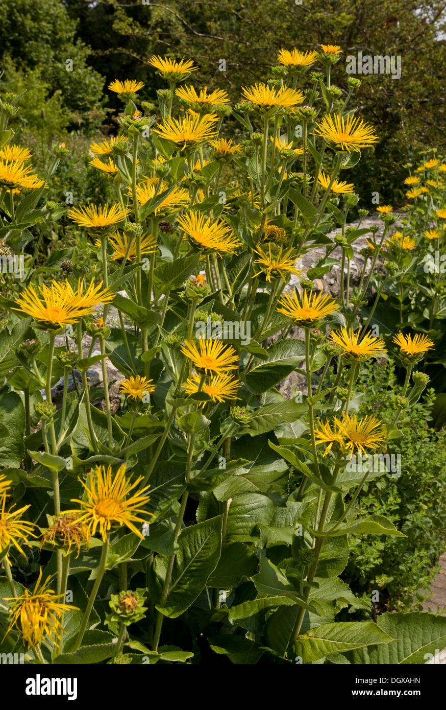 Elecampane, Inula helenium in flower alongside old wall. Naturalised in ...