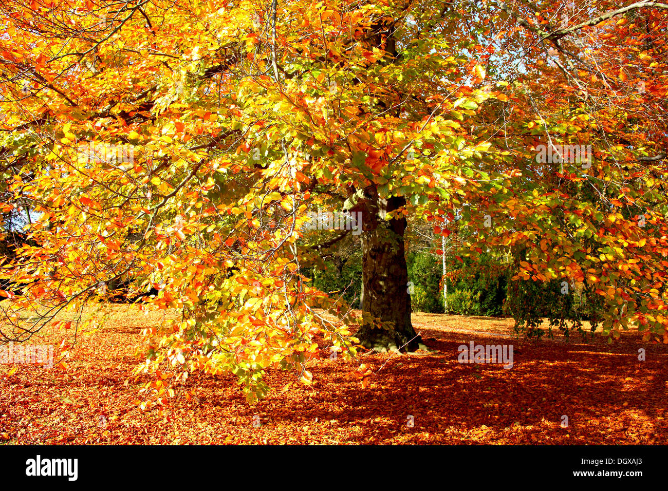 Old brown tree hi-res stock photography and images - Alamy
