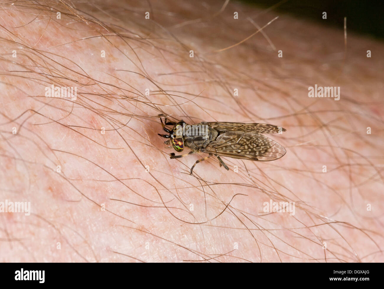 Blood sucking insects hi-res stock photography and images - Alamy