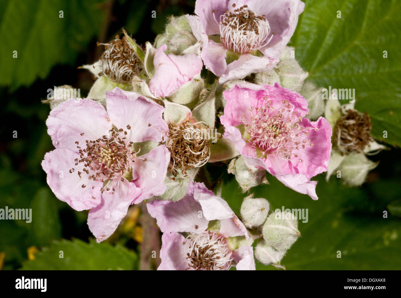 A pink form of wild blackberry / bramble, Rubus fruticosus Stock Photo ...