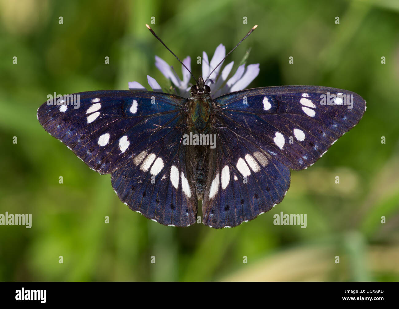 southern white admiral Limenitis reducta butterfly Stock Photo - Alamy