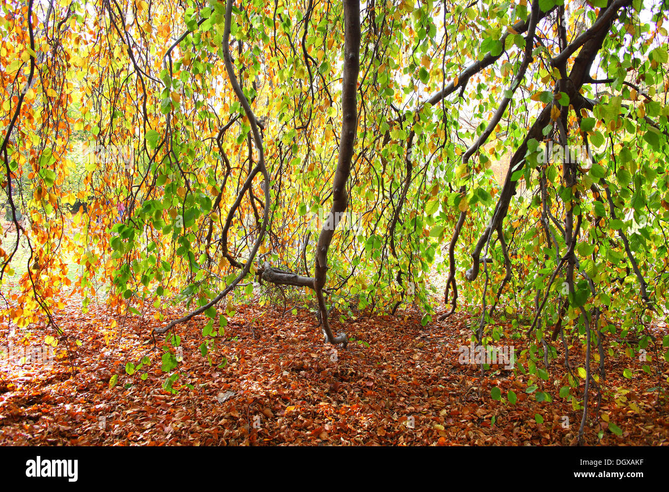 Beech tree twigs with colored autumn leaves Fagus sylvatica Stock Photo ...