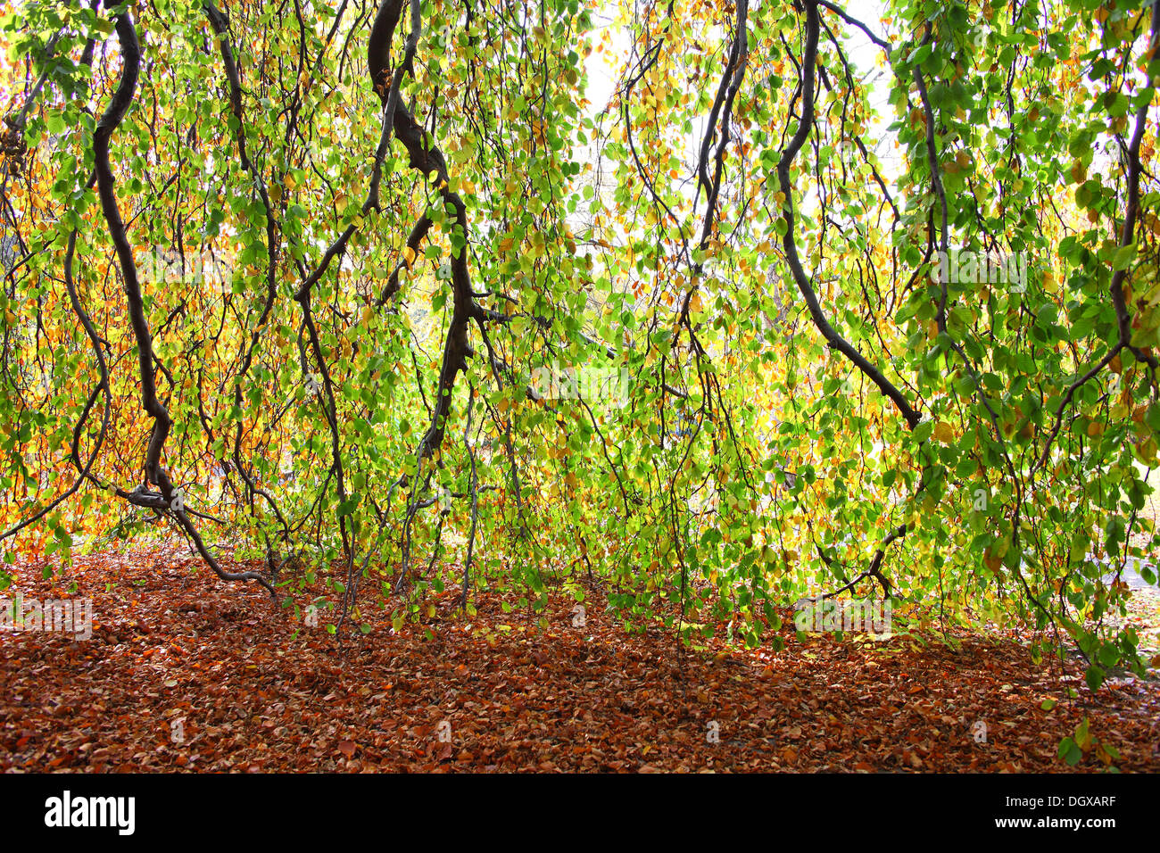 Beech tree twigs with colored autumn leaves Fagus sylvatica Stock Photo ...