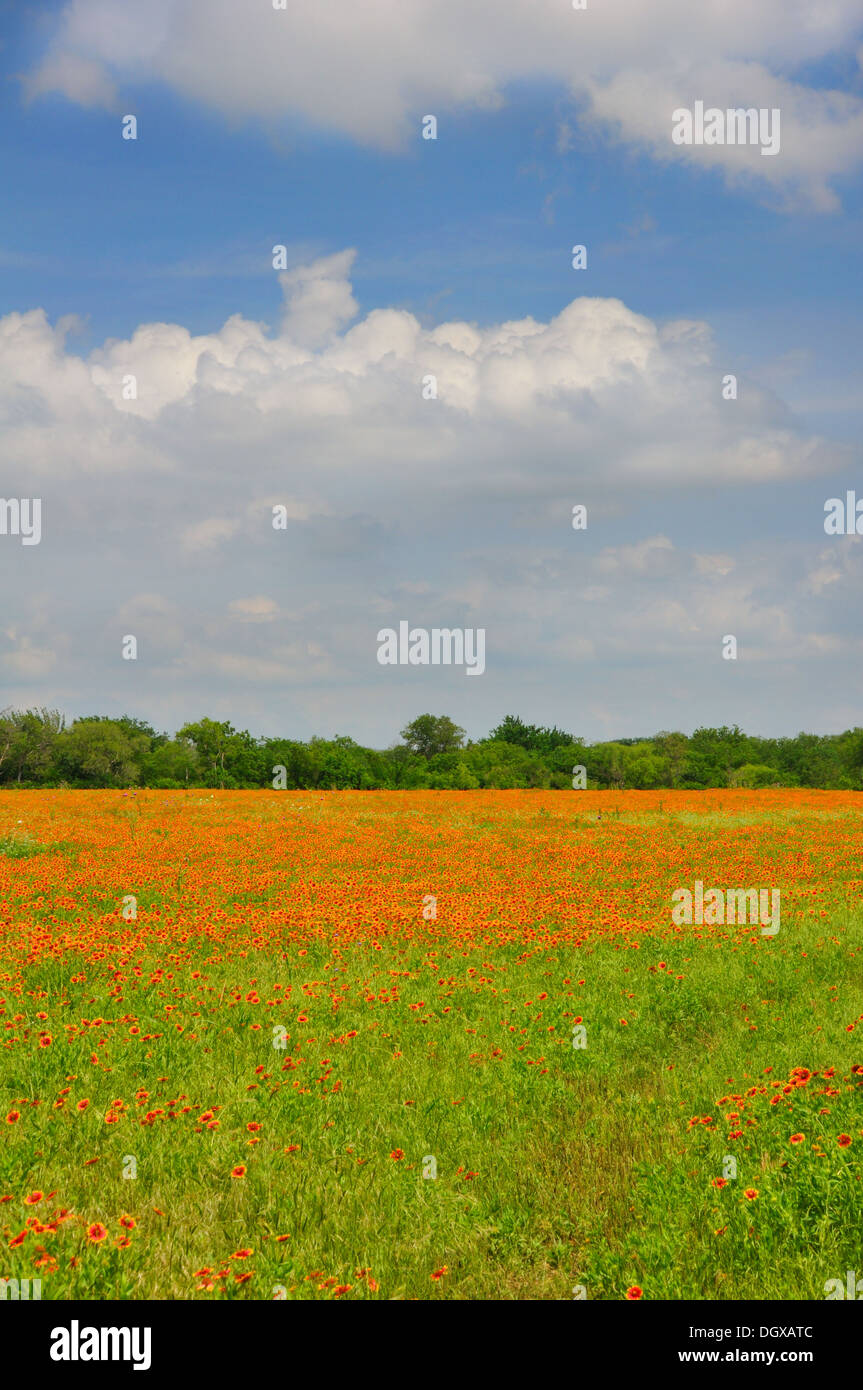 Wild flower field in spring, north Texas, USA Stock Photo - Alamy
