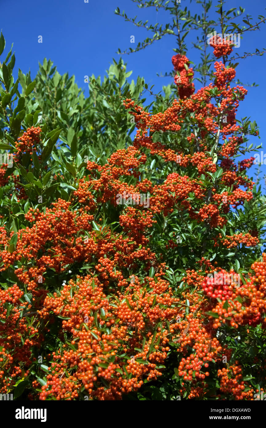 Pyracantha - orange berries Stock Photo - Alamy