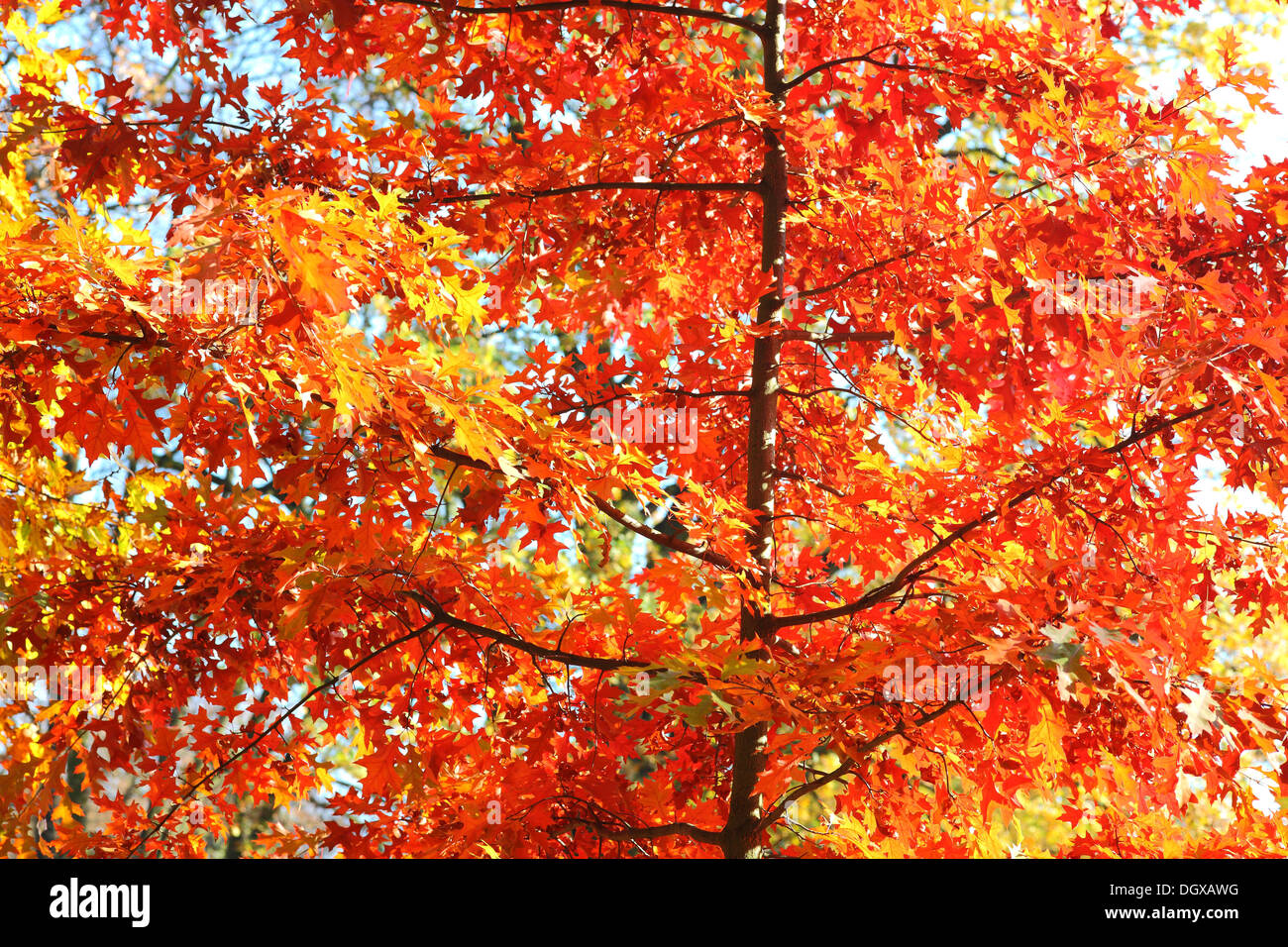 Pin oak leaves hi-res stock photography and images - Alamy