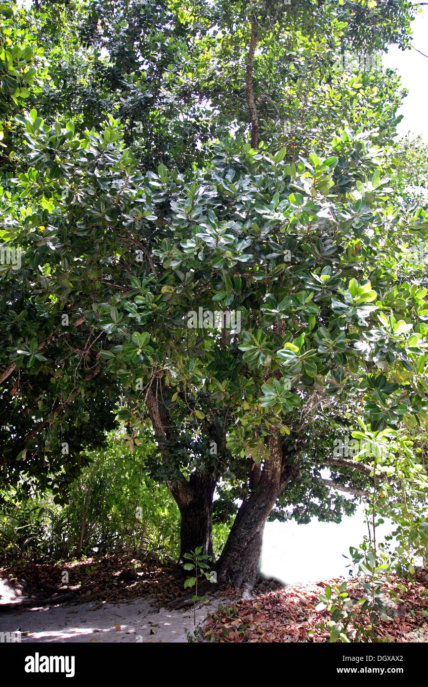 Alexandrian Laurel High Resolution Stock Photography and Images - Alamy