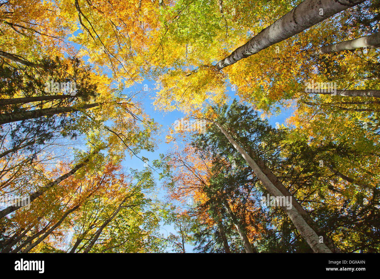 Autumnal colors in the mixed forest Stock Photo - Alamy