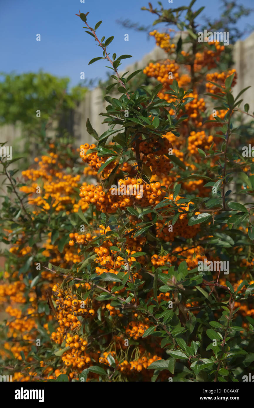 Pyracantha orange berries hi-res stock photography and images - Alamy
