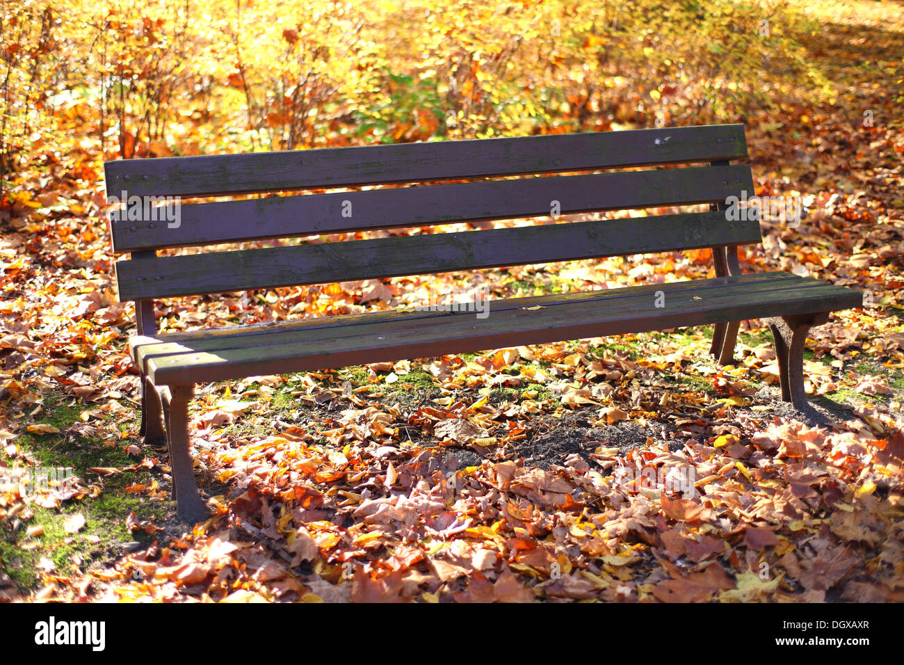 Lonely park bench in fallen autumn leaves Stock Photo - Alamy