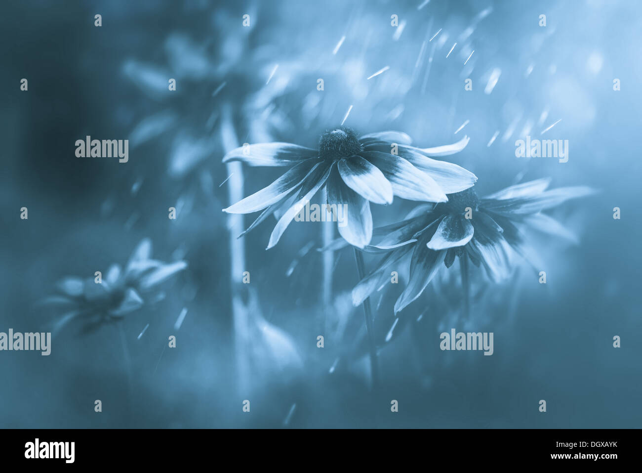 flowers and rain Stock Photo - Alamy