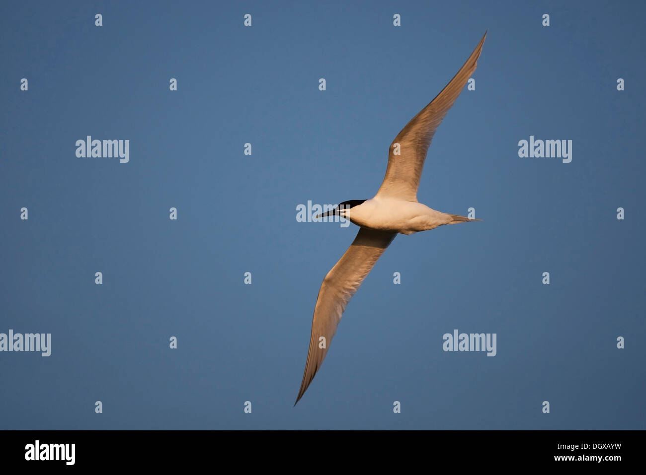 Sandwich Tern (Sterna sandvicensis) in flight, Texel, The Netherlands ...