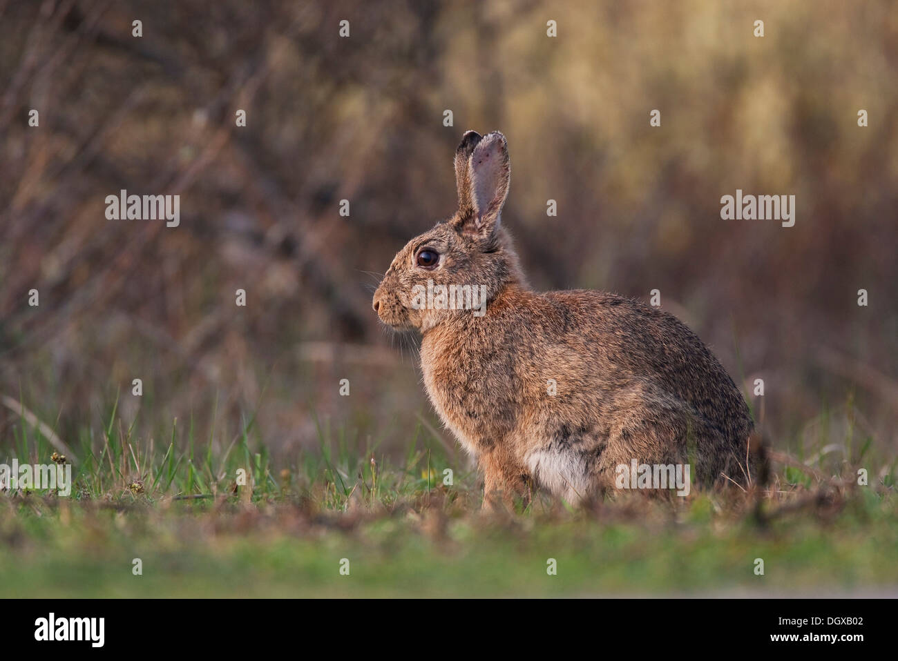 Wild rabbit (Oryctolagus cuniculus), Texel, The Netherlands, Europe ...