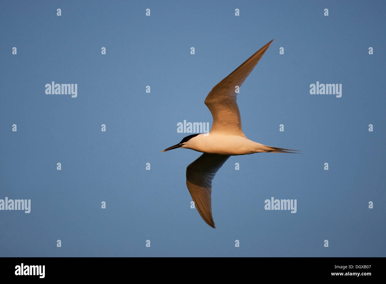 Sandwich Tern (Sterna sandvicensis) in flight, Texel, The Netherlands ...